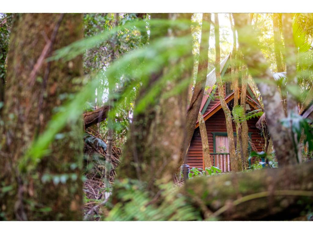 The Mouses House Rainforest Retreat, Springbrook (updated prices 2025)