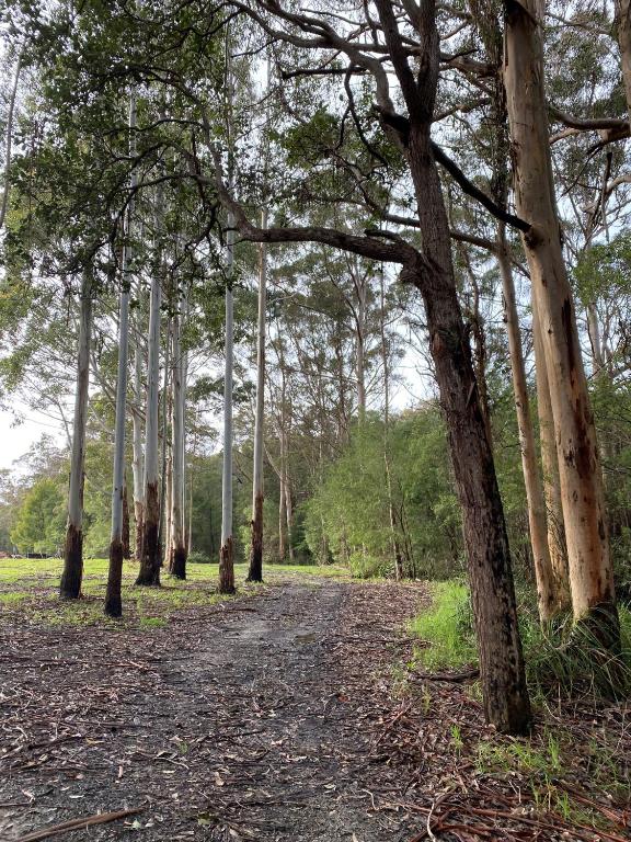 Wine Tree Estate Chalets, Parryville (updated prices 2025)