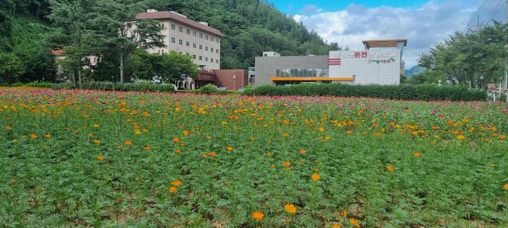 Juwang Mt Oncheon Tourist Hotel, Cheongsong (updated prices 2026)