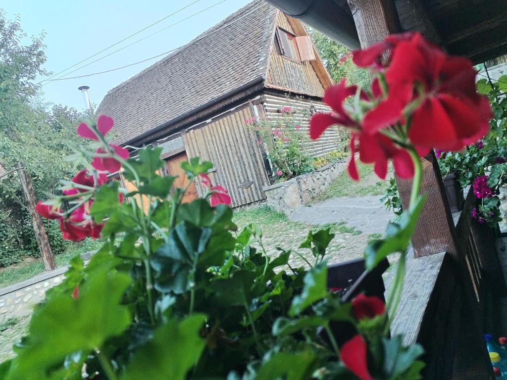 Casa Bunicului, Poplaca (updated prices 2026)