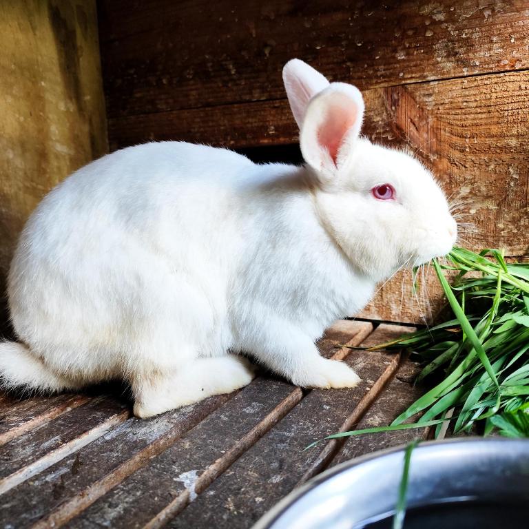 Pucura, cabaña entre laureles, Coñaripe (updated prices 2025)