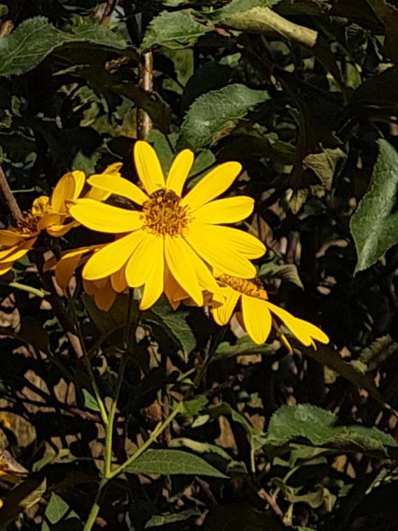 Green Z, Negotin (updated prices 2025)