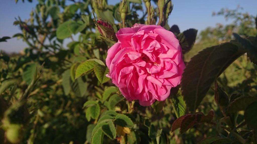 Dar Mayssa Rose, Zawyat (updated prices 2025)