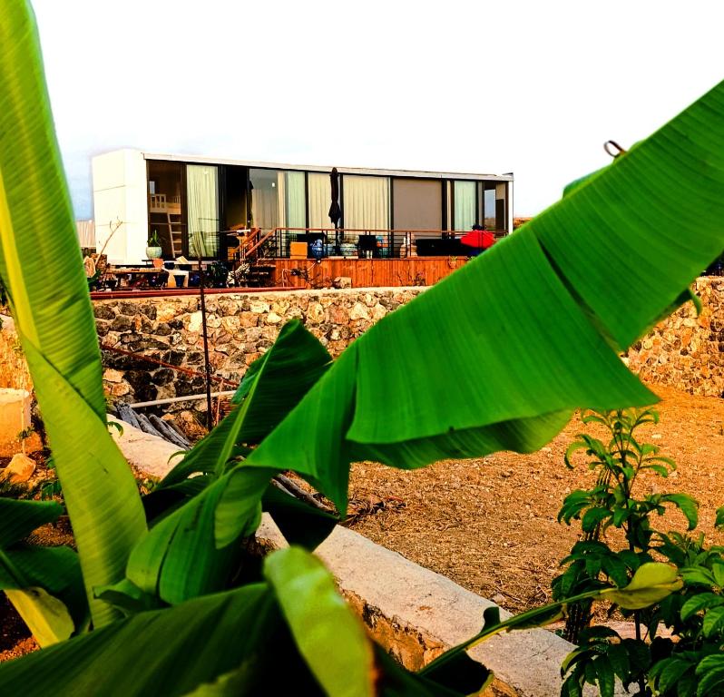 Suuerte Cyprus, Akanthou (updated prices 2025)