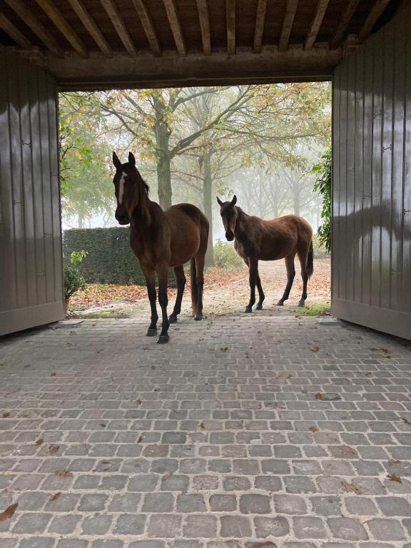 Imagine B&B, Wortegem (precios actualizados 2025)