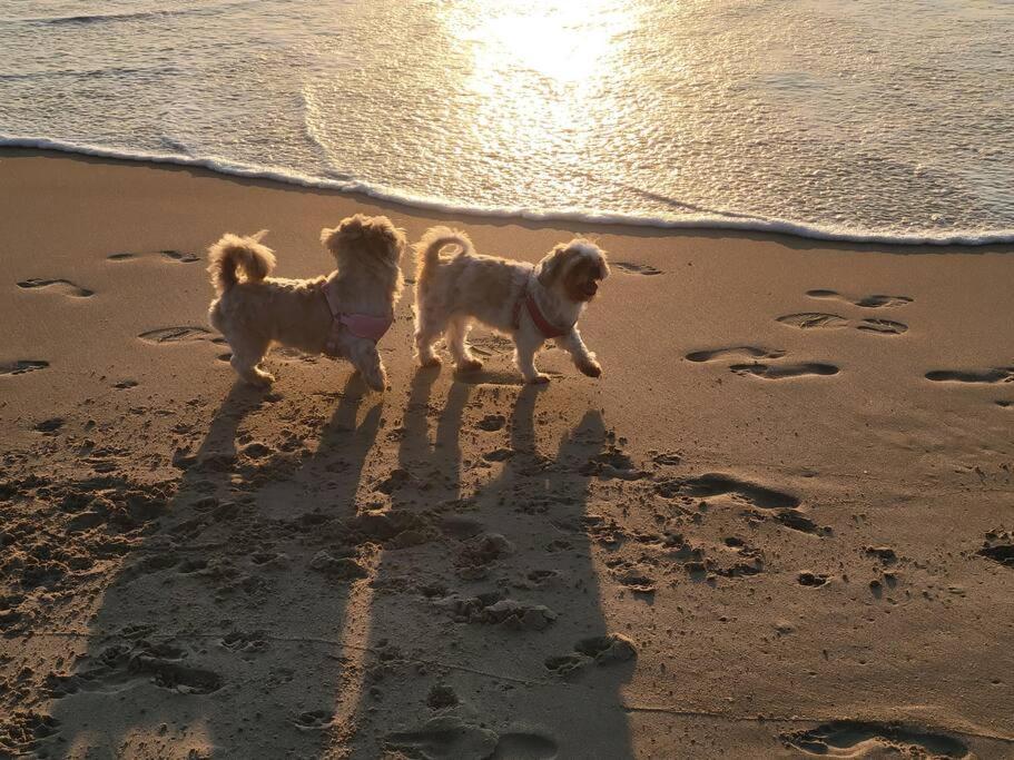 Sandy Nose Sandy Toes, Corolla (updated prices 2025)