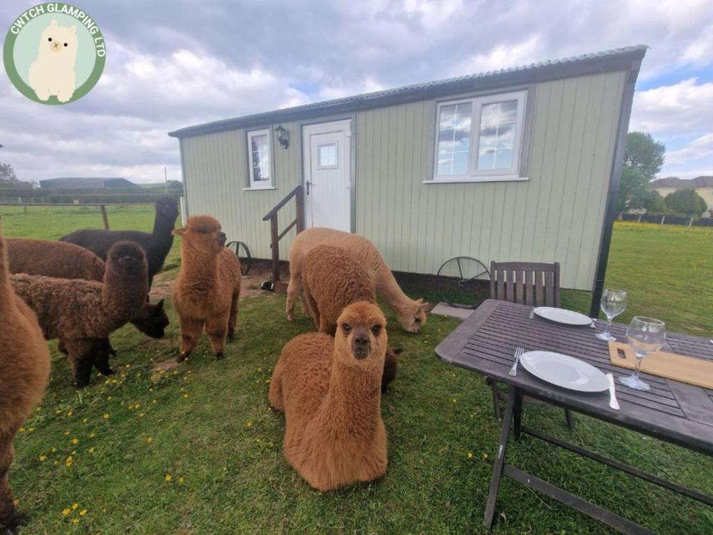 Cwtch Glamping Shepherds Huts, Abergavenny (updated prices 2025)