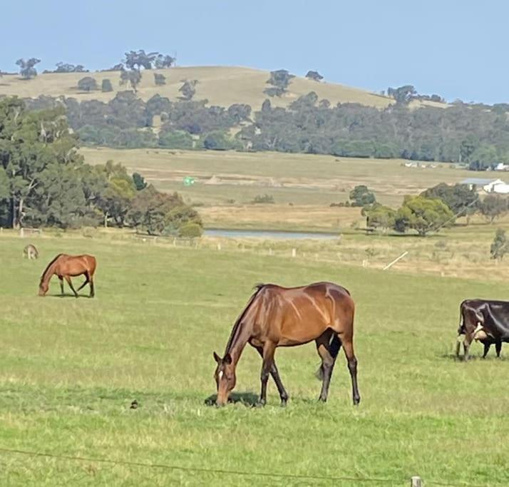 The Lancefield cottage - relax, revive and renew, Springfield (updated ...