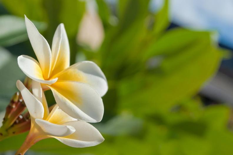 Jalsa Beach Hotel & Spa, Poste Lafayette (updated prices 2025)