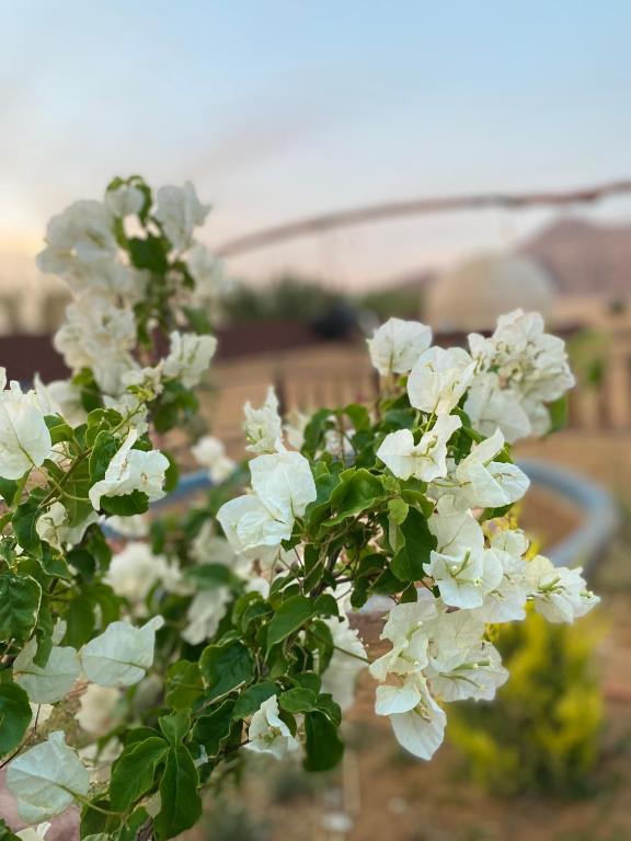 Adam star, Wadi Rum (updated prices 2025)