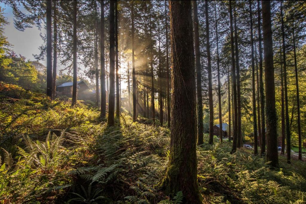 Glentress Forest Cabins - Forest Holidays, Peebles (updated prices 2026)