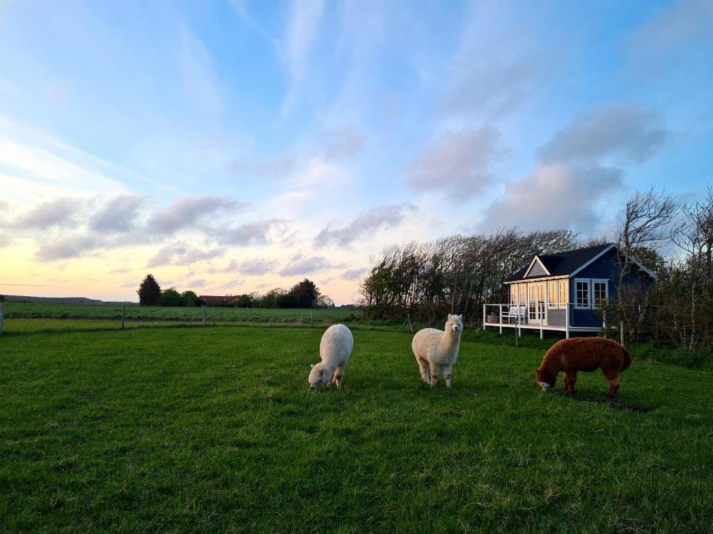 Little, nice alpaca-cottage for 2 with beautiful view, Løkken (updated ...