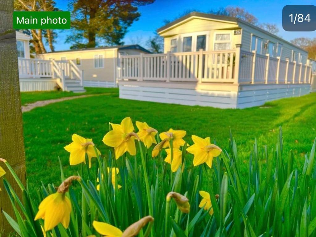 Forest hart, Sway (updated prices 2025)