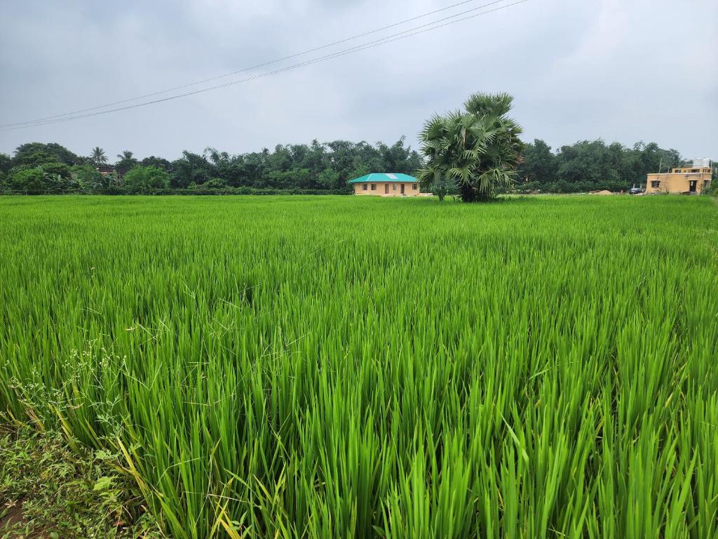 Dhanbari Retreat, Jamālpurganj (updated prices 2025)