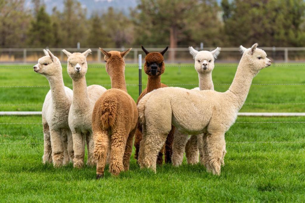 Alpaca Farm And B&B - Mama Adama, Grândola (aktualisierte Preise für 2025)