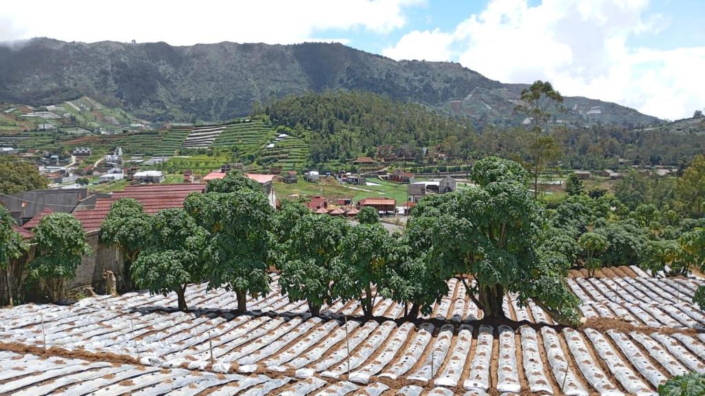 Adiwa Cabin, Dieng (updated prices 2025)