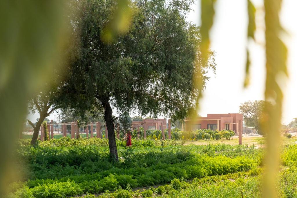 Mharo Khet Jodhpur, Mānaklāo (updated prices 2025)