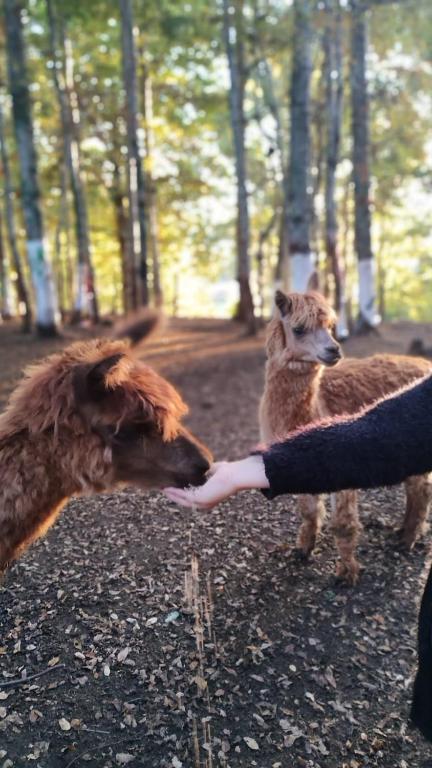 Refugio Pucura, Pucura (updated prices 2025)