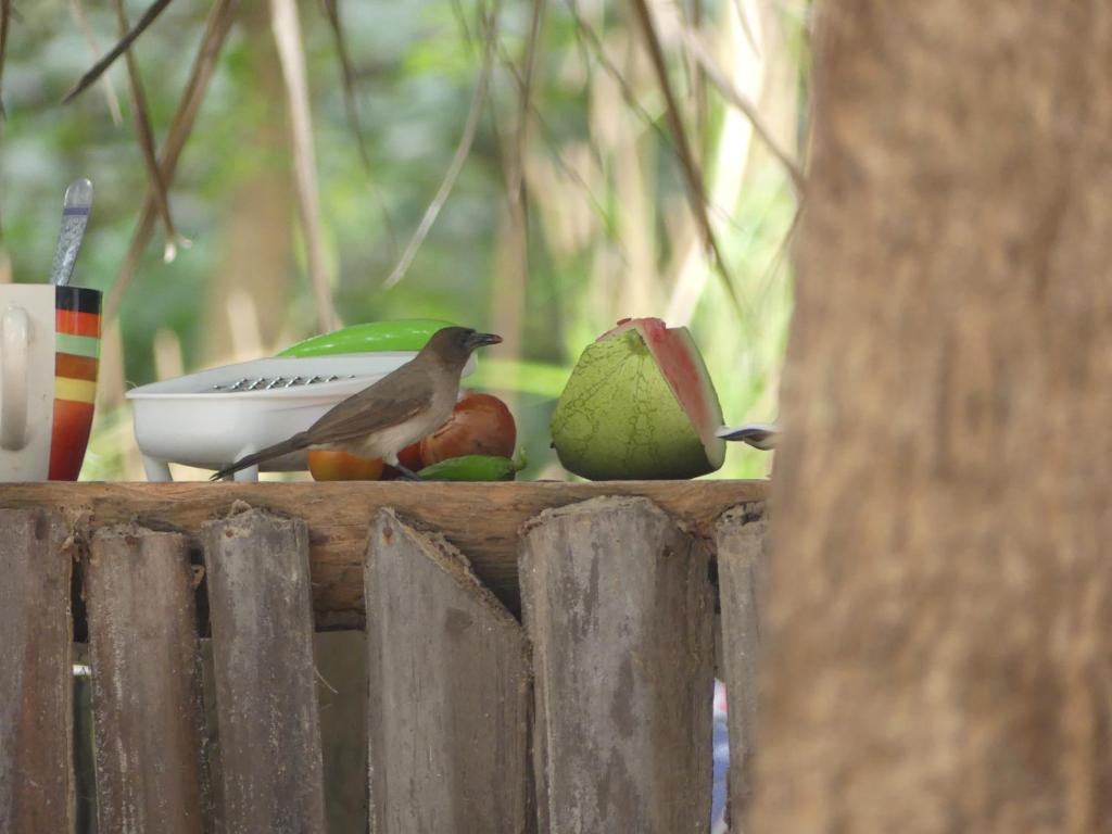 Eco birdwatching camp Jallo kurundingoto, Nyofelleh (updated prices 2025)