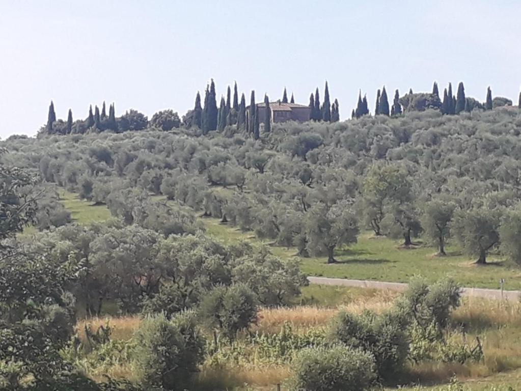 La Duchessa, Tenuta Donna Olga, Porrona (updated prices 2025)