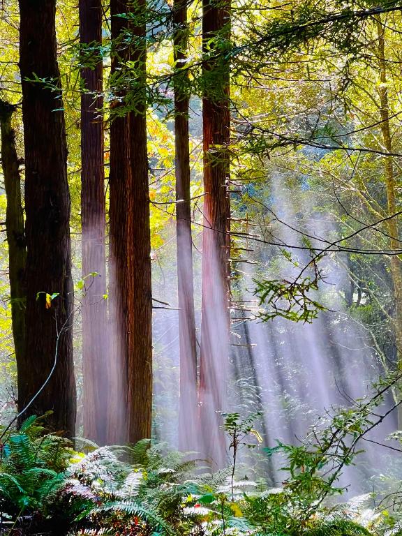 Ocean Forest Cabins, Fort Bragg (precios actualizados 2025)