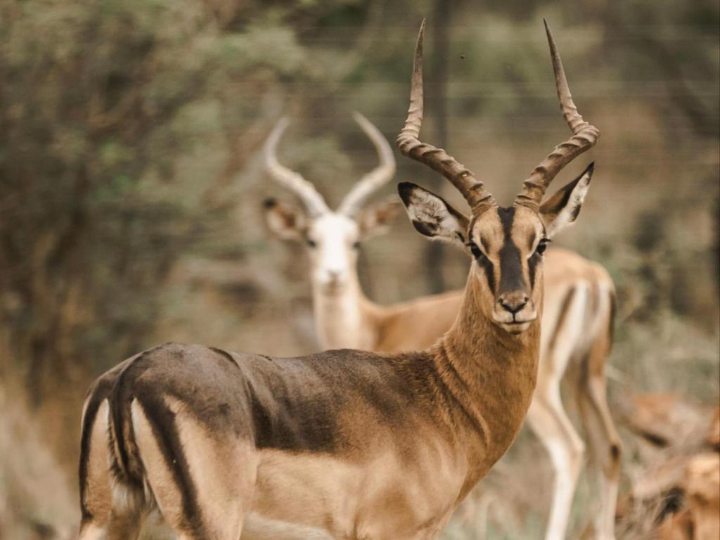 Thaba eNtle Private Boutique Game Farm, Thabazimbi (updated prices 2025)