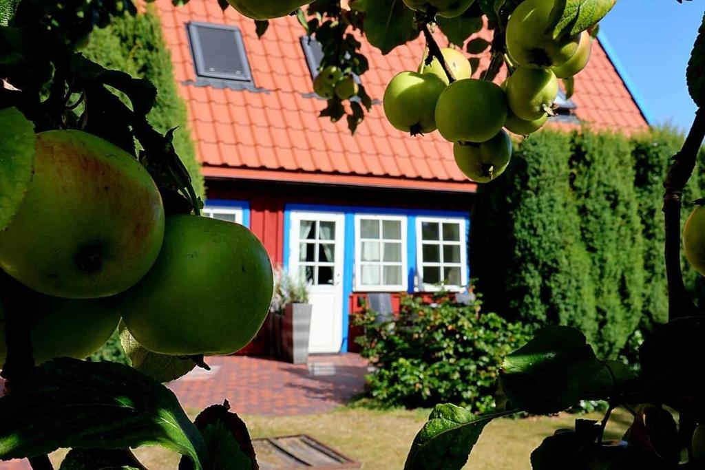 Preilos obuoliukai, Preila (updated prices 2026)