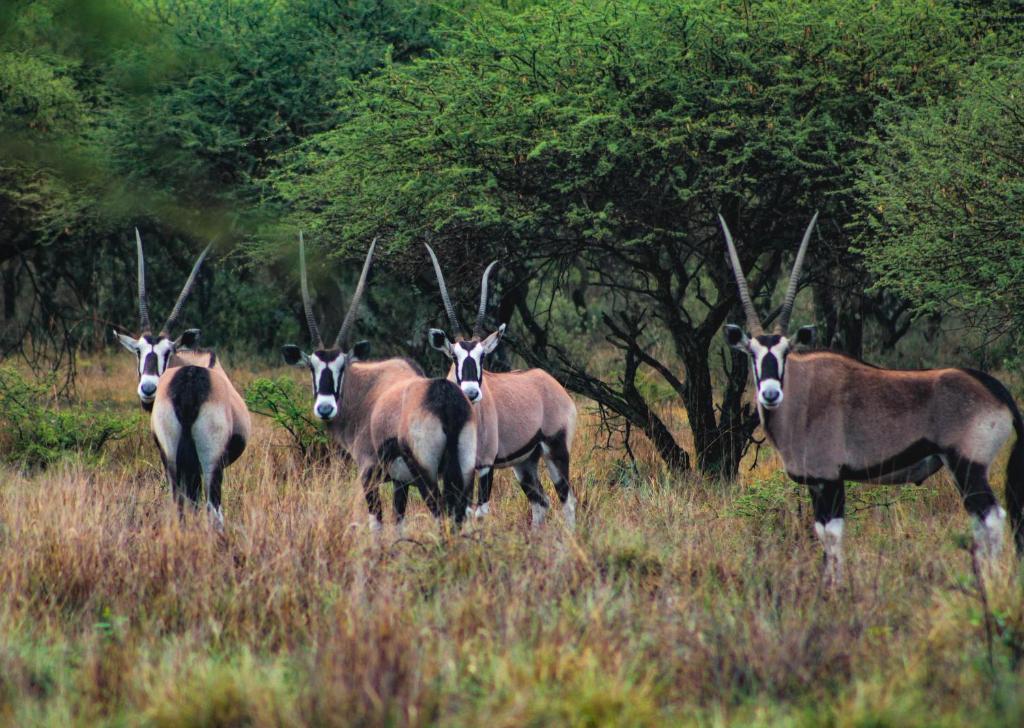 Finfoot Lake Reserve by Dream Resorts, Vaalkop Dam (updated prices 2025)