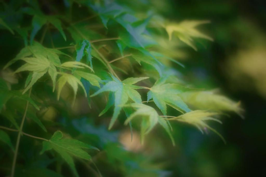 Kyoto Senraku, Kyoto (updated prices 2025)