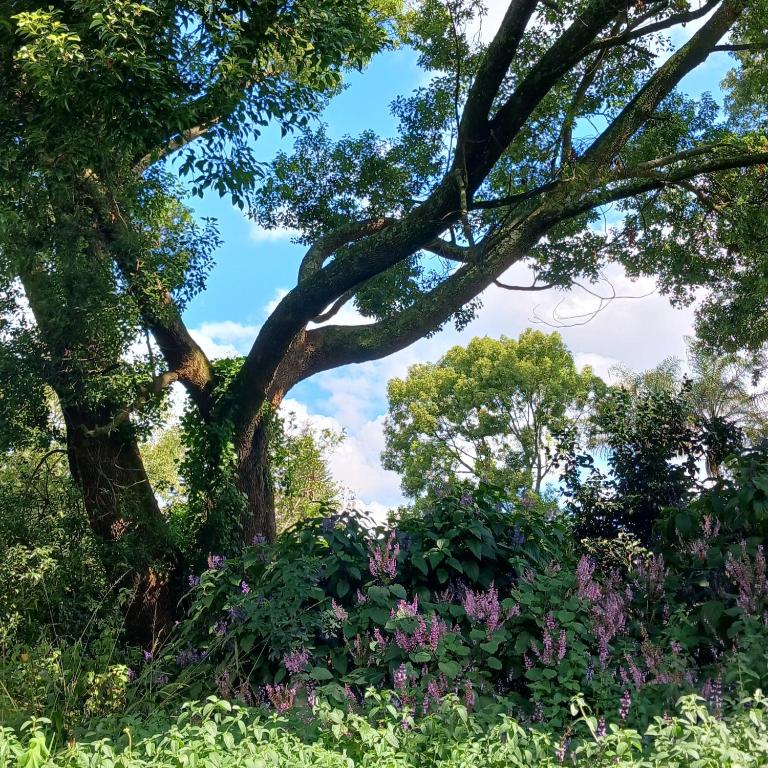 Braemar House Howick, Howick (updated prices 2026)