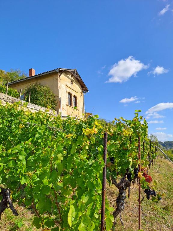 Ferienhaus und Straußwirtschaft im Weinberg, Freyburg (Unstrut ...
