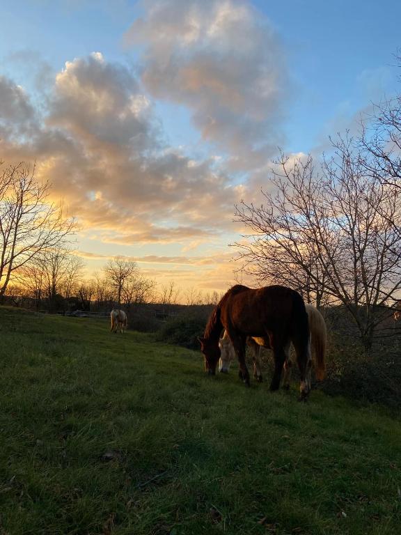 EquiLearn Retreat, Hruševje (updated prices 2026)