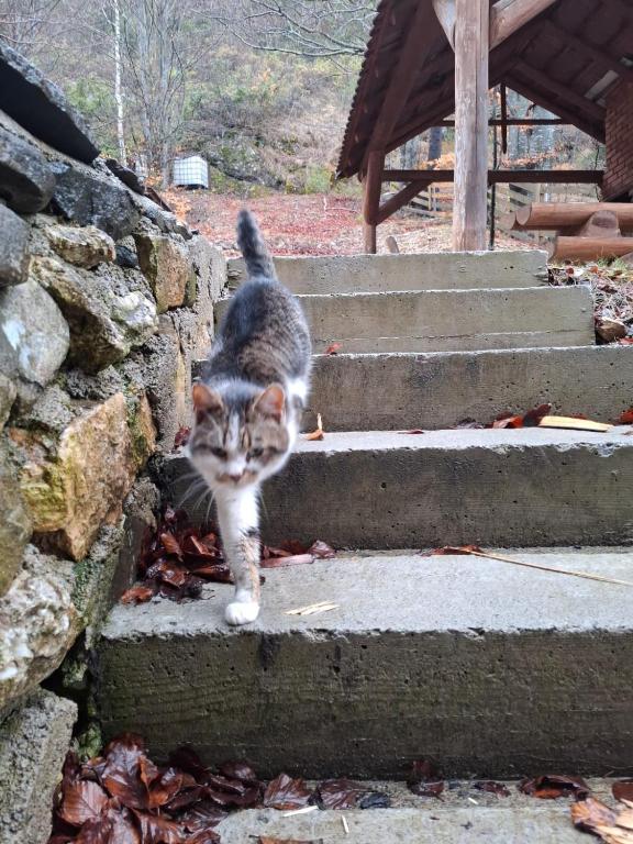 Veresko Villa, Lacu Rosu (updated prices 2025)