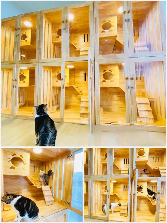 Cat Hotel Hatyai by Krissana Mansion cat only, Hat Yai (updated prices ...
