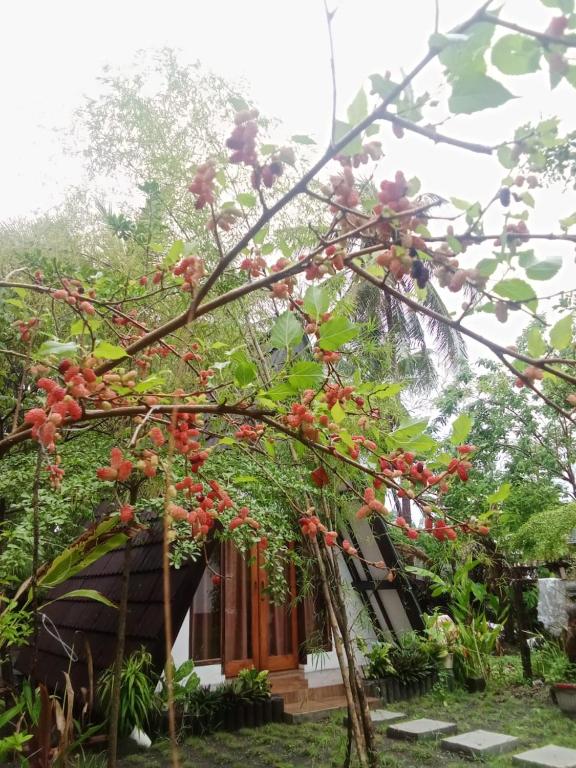 Green Homestay، Labuan Tring (أسعار محدثة لعام 2025)