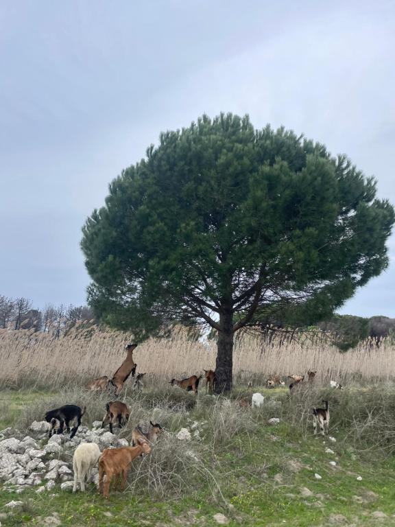 Diarla's Home 2, Fier (updated prices 2025)