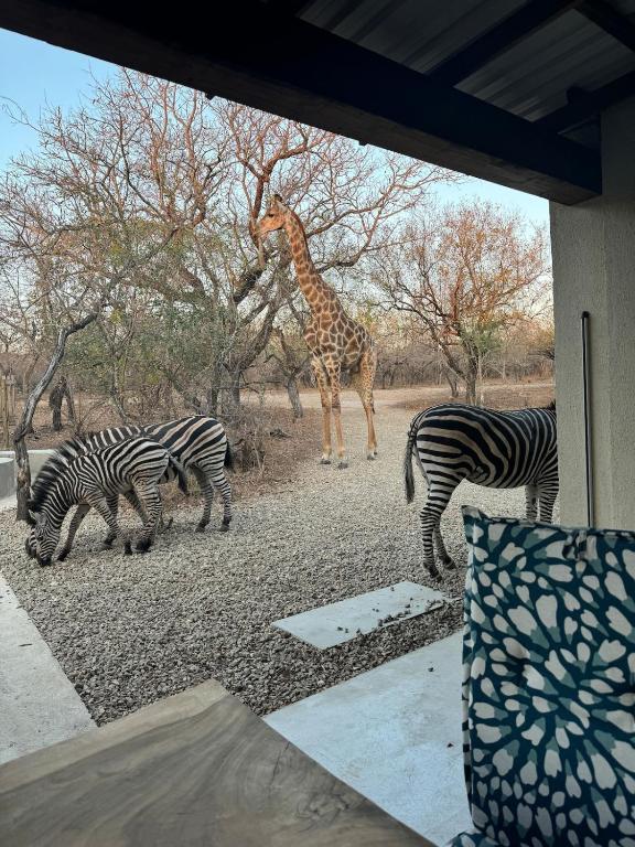 Chui House A Bush Retreat with Pool and AC Near Kruger Gate, Marloth ...