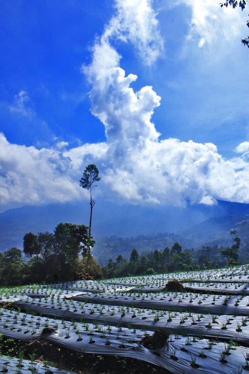 Rasamala Camp, Pengalengan (updated prices 2025)