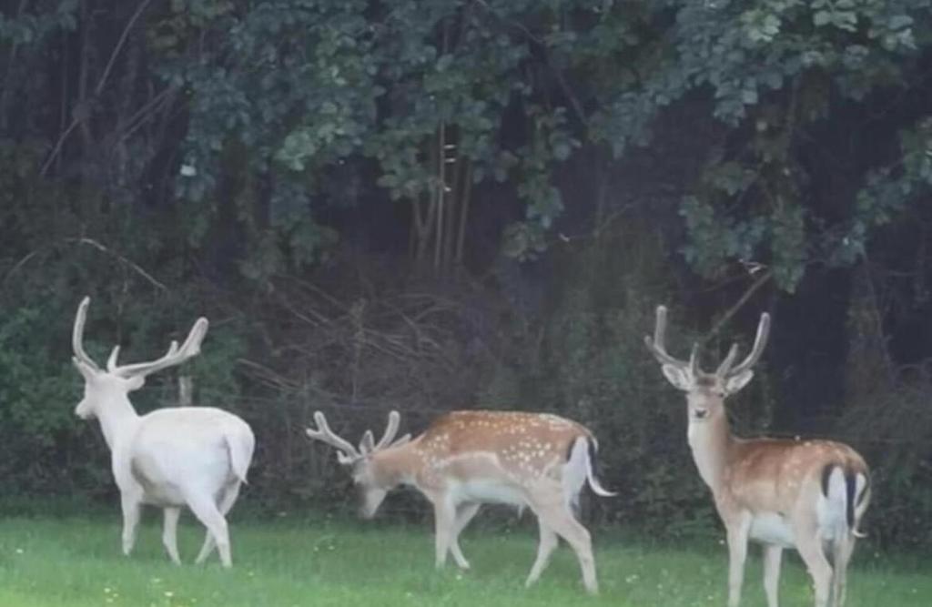 Creebridge Caravan Park, Newton Stewart (updated prices 2026)