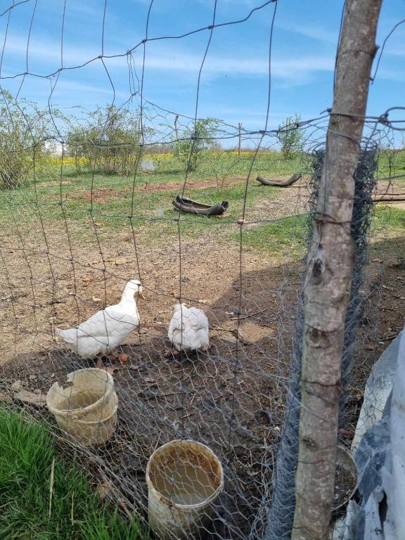 Pensiunea agroturistica Casa Sirca, Boghiş (updated prices 2025)