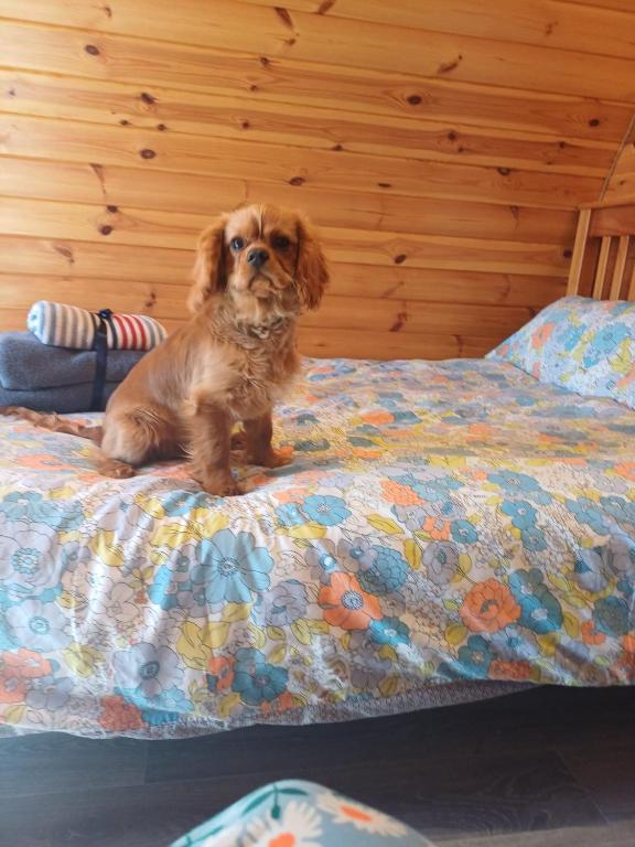 Glamping Pod Thady Killynick County Fermanagh, Enniskillen (updated ...