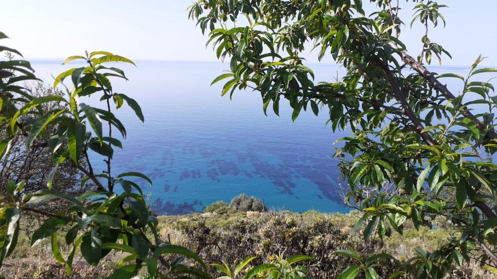 Zagara Blu, Latte (updated prices 2025)