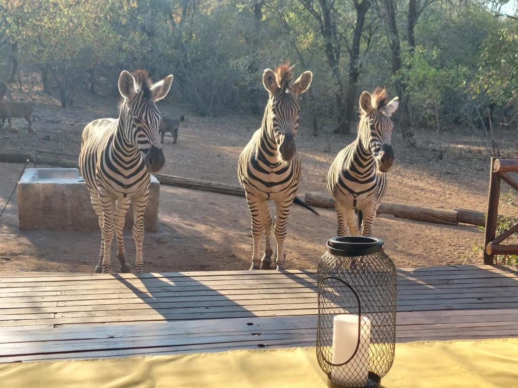 Khumbula iAfrica 2, Marloth Park (updated prices 2025)