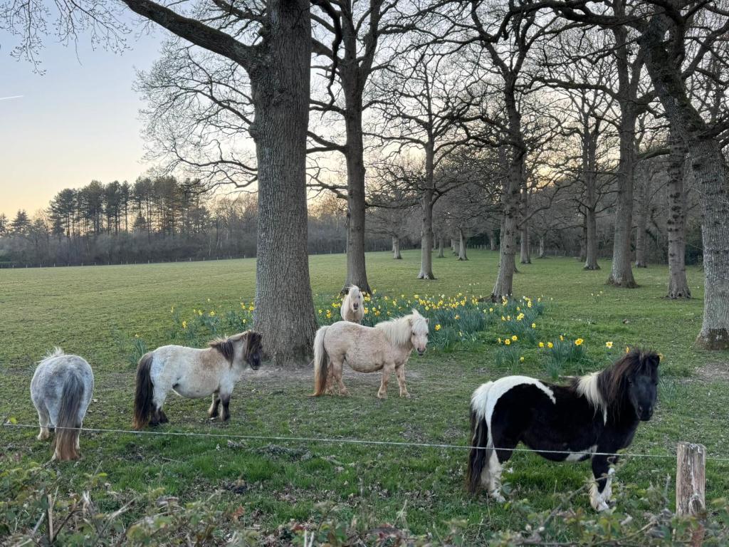 Forest View Shepherd Hut, Ewhurst (updated prices 2025)