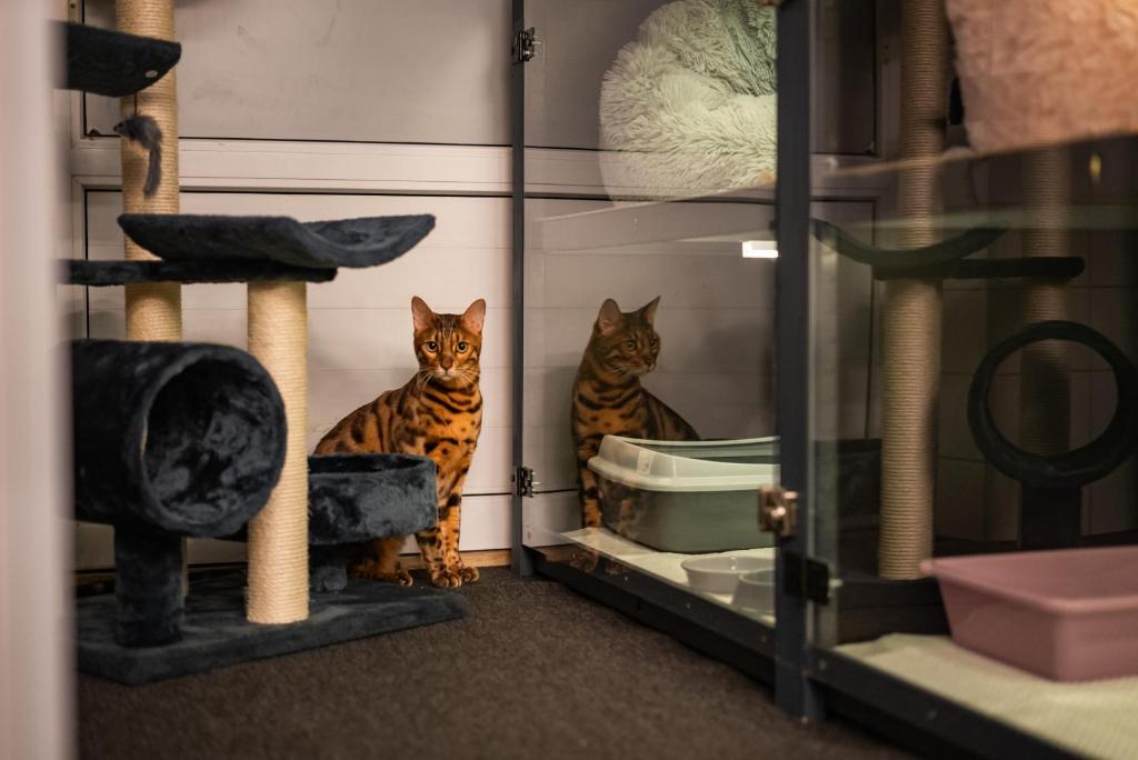 Meow Hotel - Luxusný hotel pre mačky v Piešťanoch, Piešťany ...