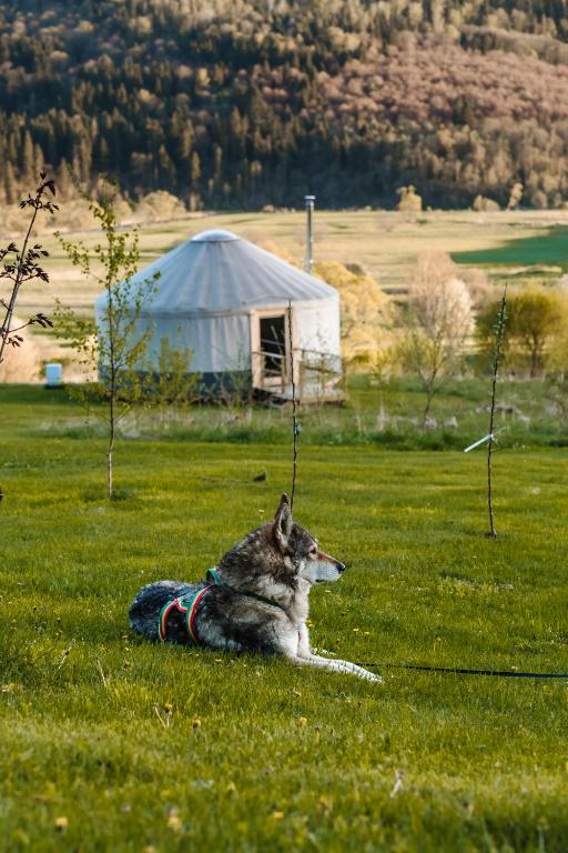 Mononoke -Jurty nad Sanem, Lutowiska (updated prices 2025)