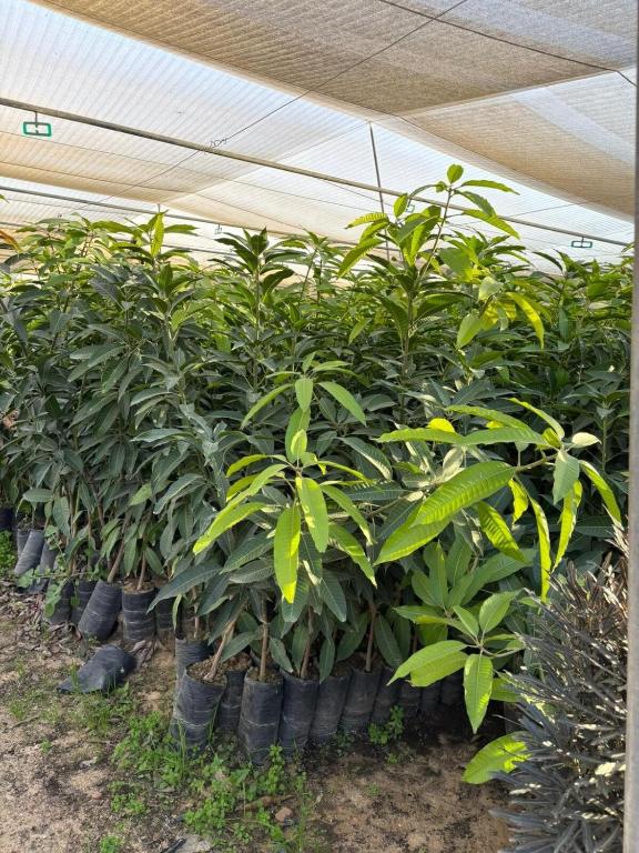 Mansouria Ranch - Cairo - Egypt, `Ezbet Lambo (harga dikemas kini 2025)