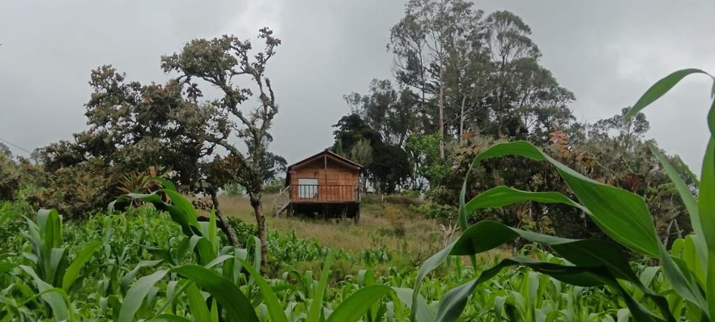 Quinta las Marias Ecolodge, camping y tiny wood house, Guateque (giá ...