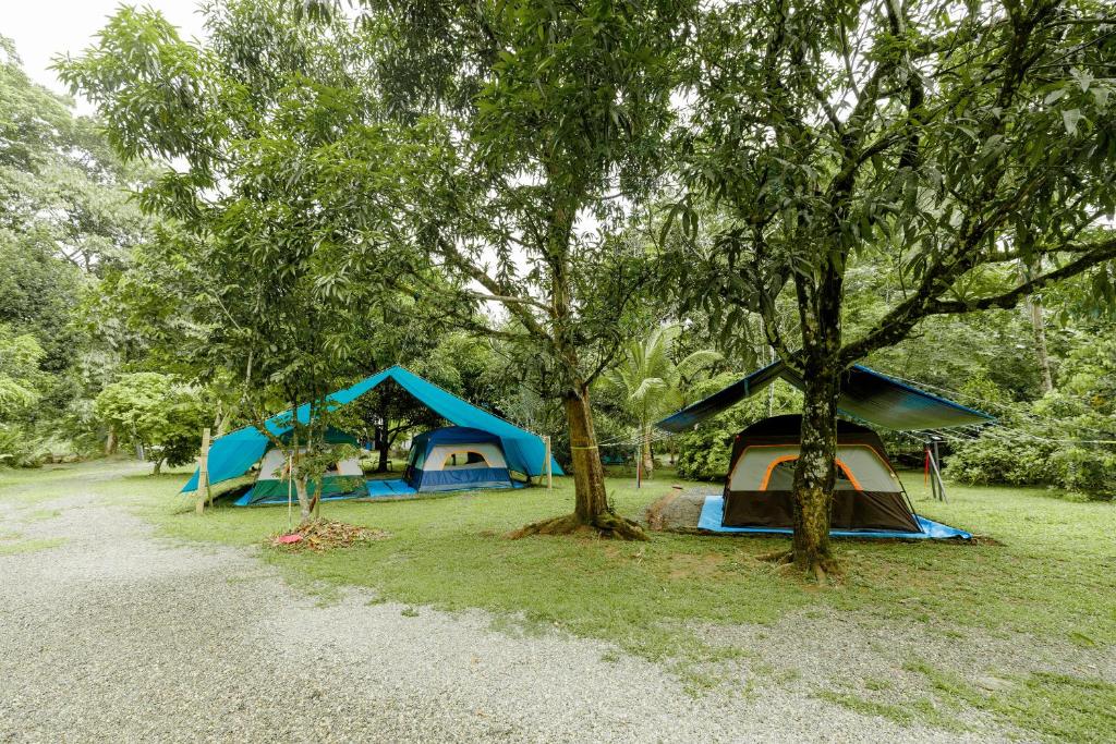 Sustainable Organic Farm and Heiling Retreatment Planeta Sano, Tapantí ...