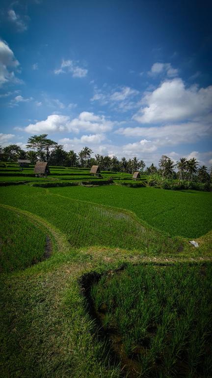 Swaha Retreat & Eco Park Ubud, Tampaksiring (precios actualizados 2026)